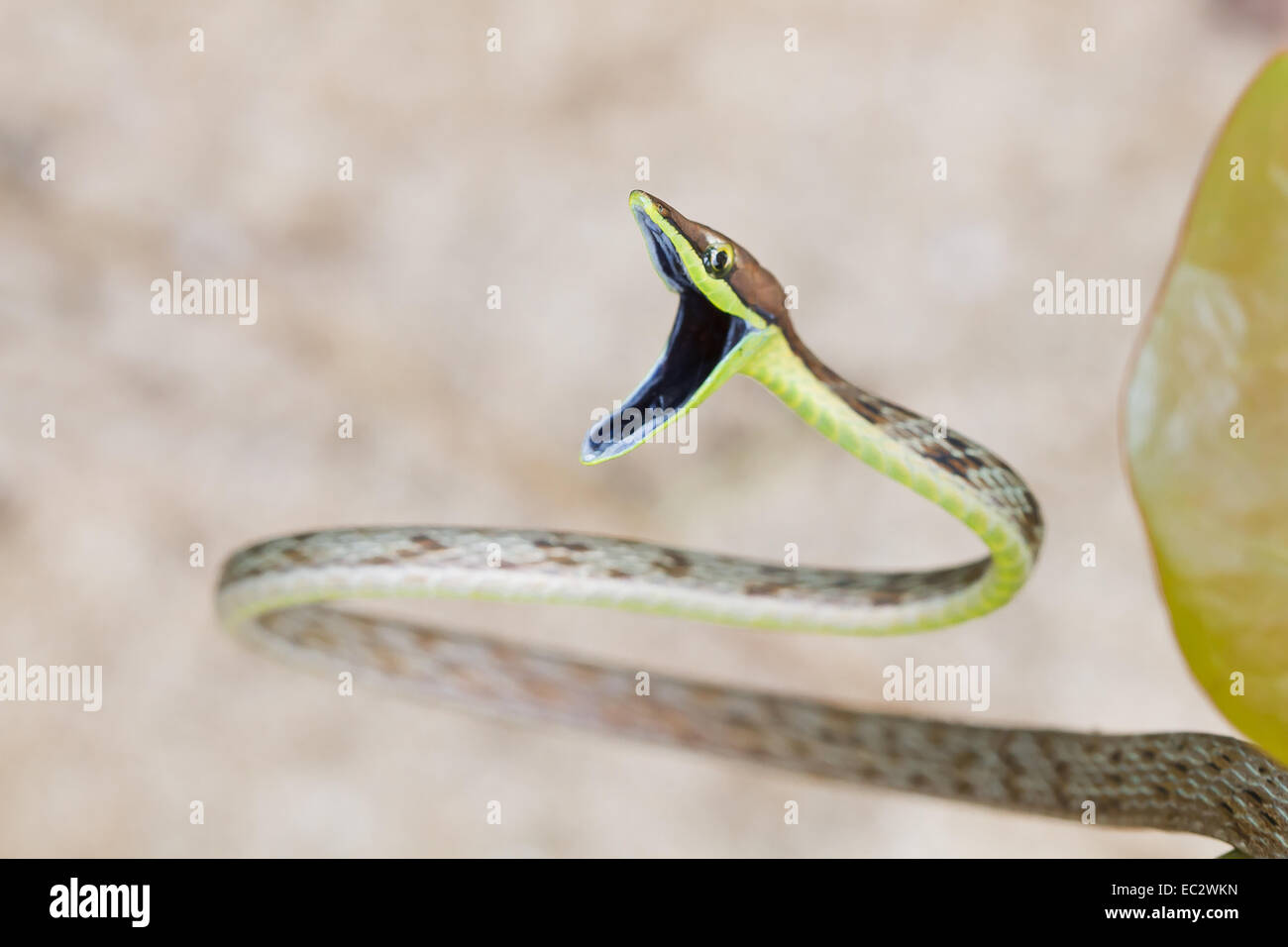 Vine snake hi-res stock photography and images - Alamy