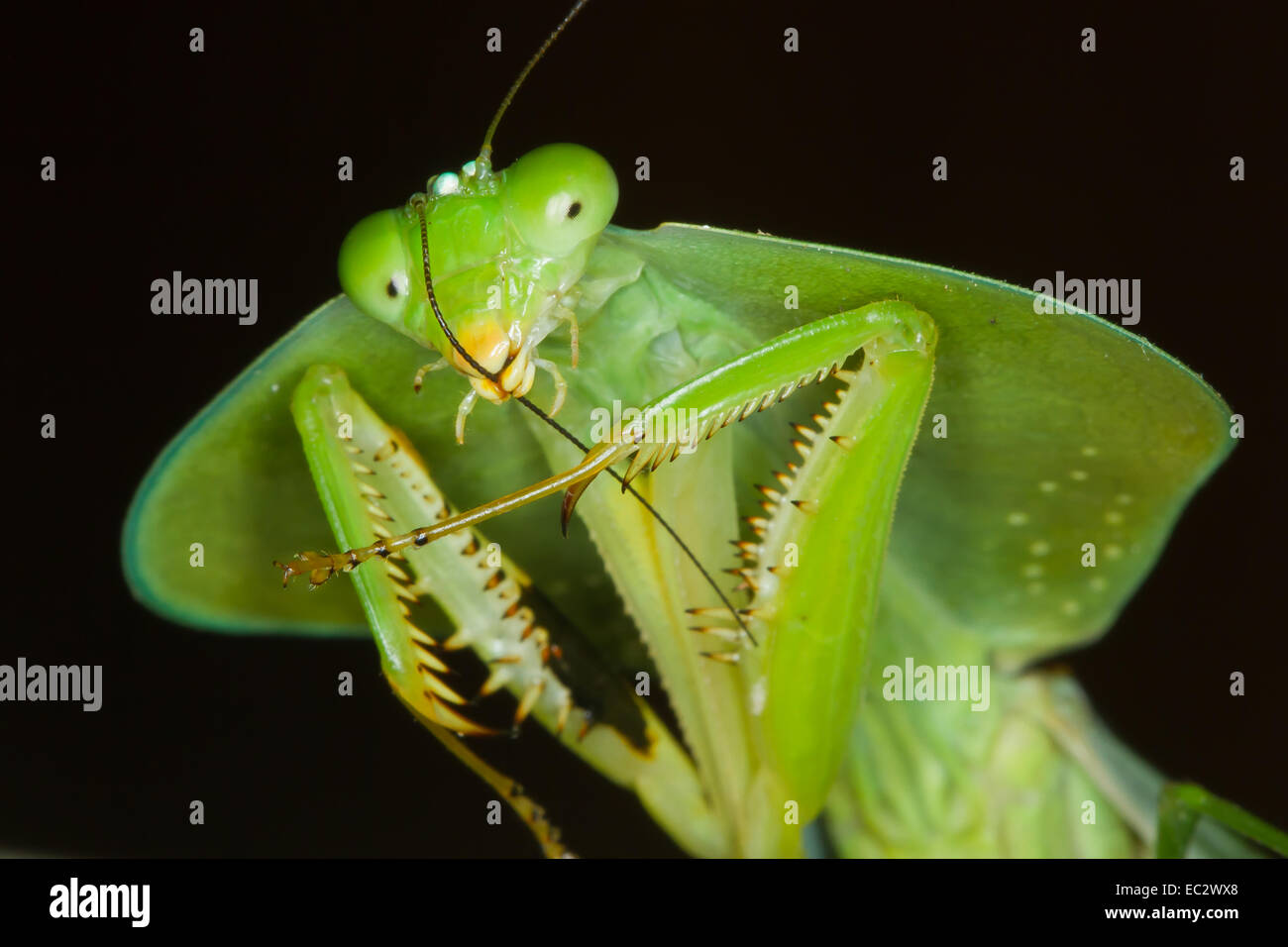 Hooded Mantis (Choeradodis rhomboidea) cleaning its antenna, Costa Rica ...