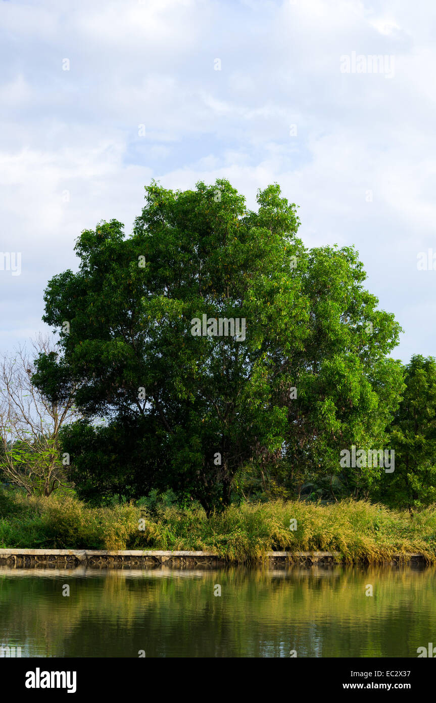 Tamarind tree hi-res stock photography and images - Alamy