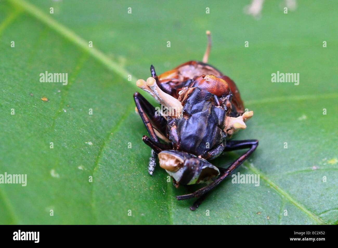 Parasitic Cordyceps Fungus In An Insect, Costa Rica Stock Photo - Alamy