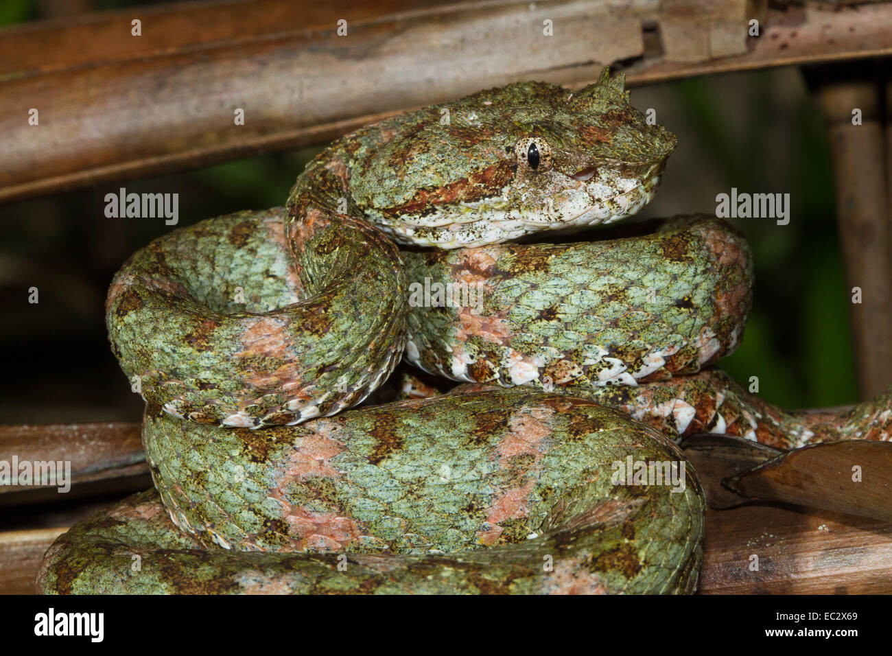 Eyelash Viper (Bothriechis schlegelii) Up Close, Tortuguero National ...