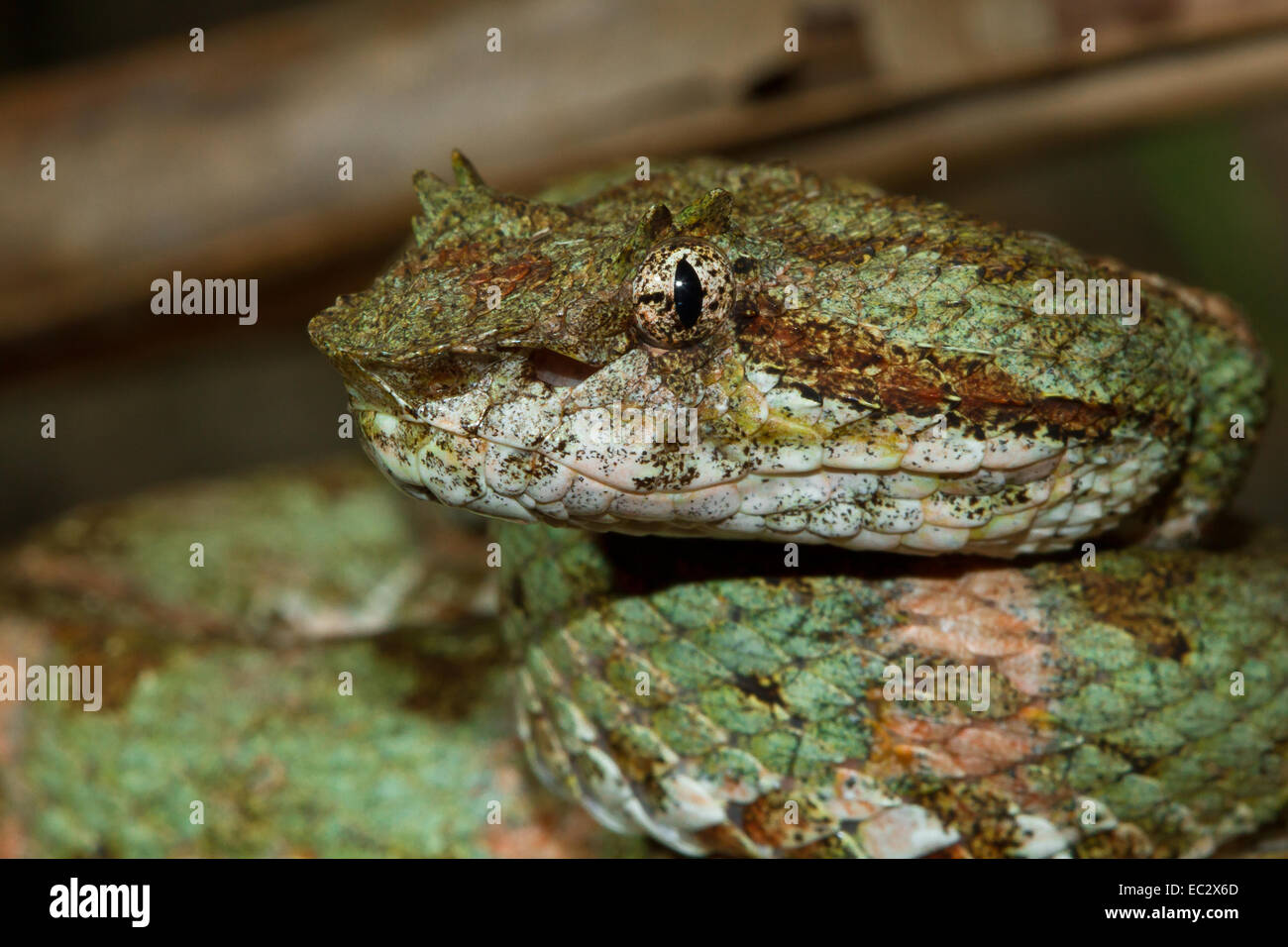Eyelash viper snake hi-res stock photography and images - Alamy