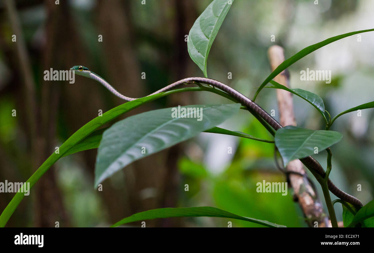 Parrot snake leptophis ahaetulla hi-res stock photography and images ...