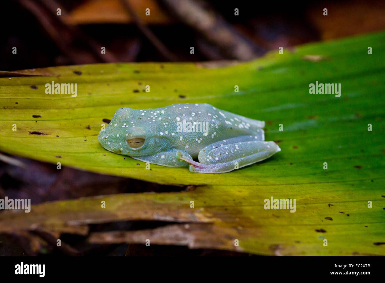 Animal jungle jungle frog hi-res stock photography and images - Alamy