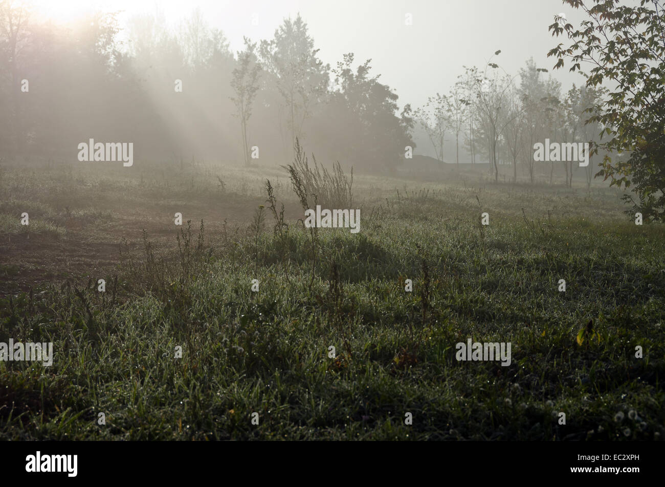 Fog above green grass and trees Stock Photo - Alamy