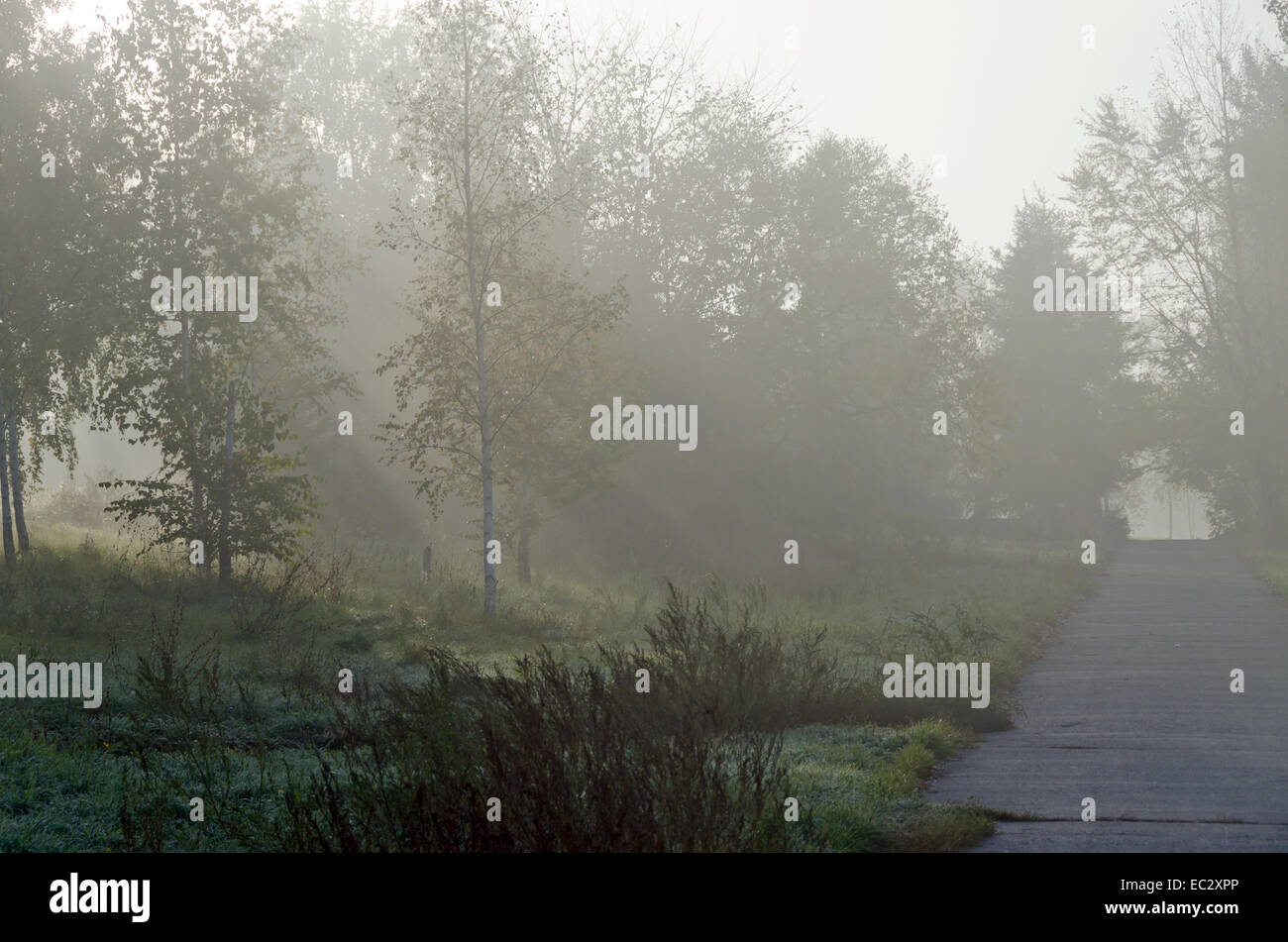 Fog above green grass and trees Stock Photo - Alamy