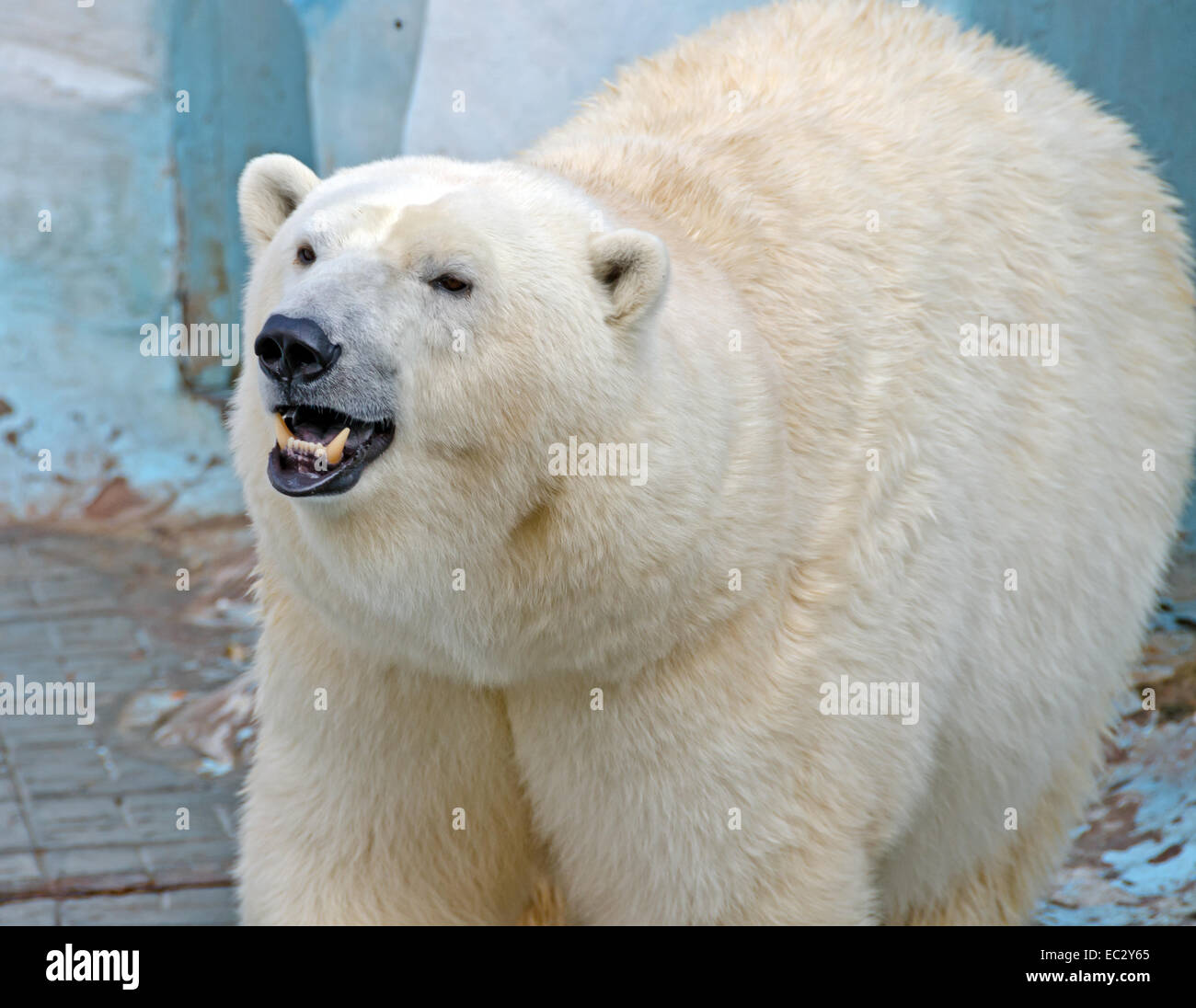 Big blue bear hi-res stock photography and images - Alamy