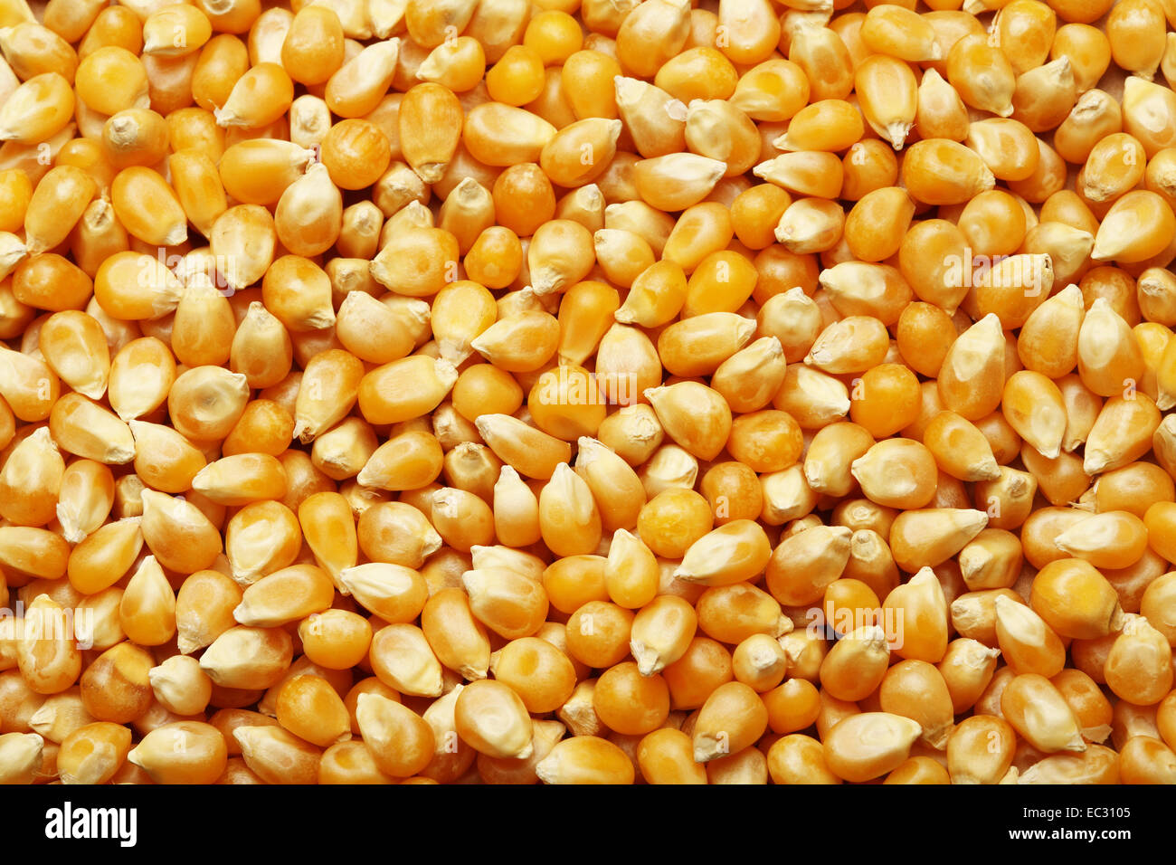 Corn kernels arranged as the background Stock Photo - Alamy