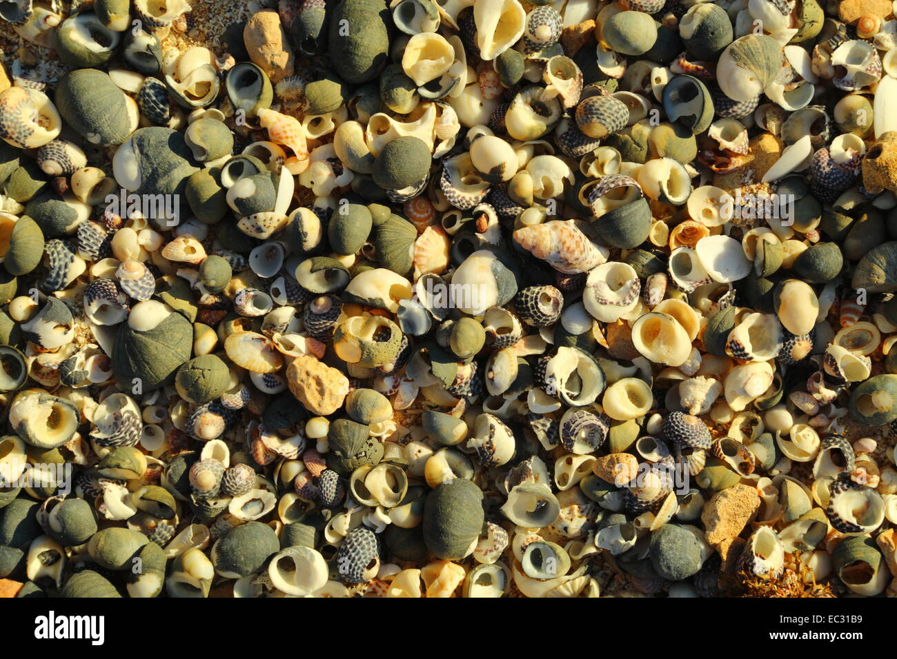 Assorted shells washed up on a beach at The Granites, Streaky Bay ...