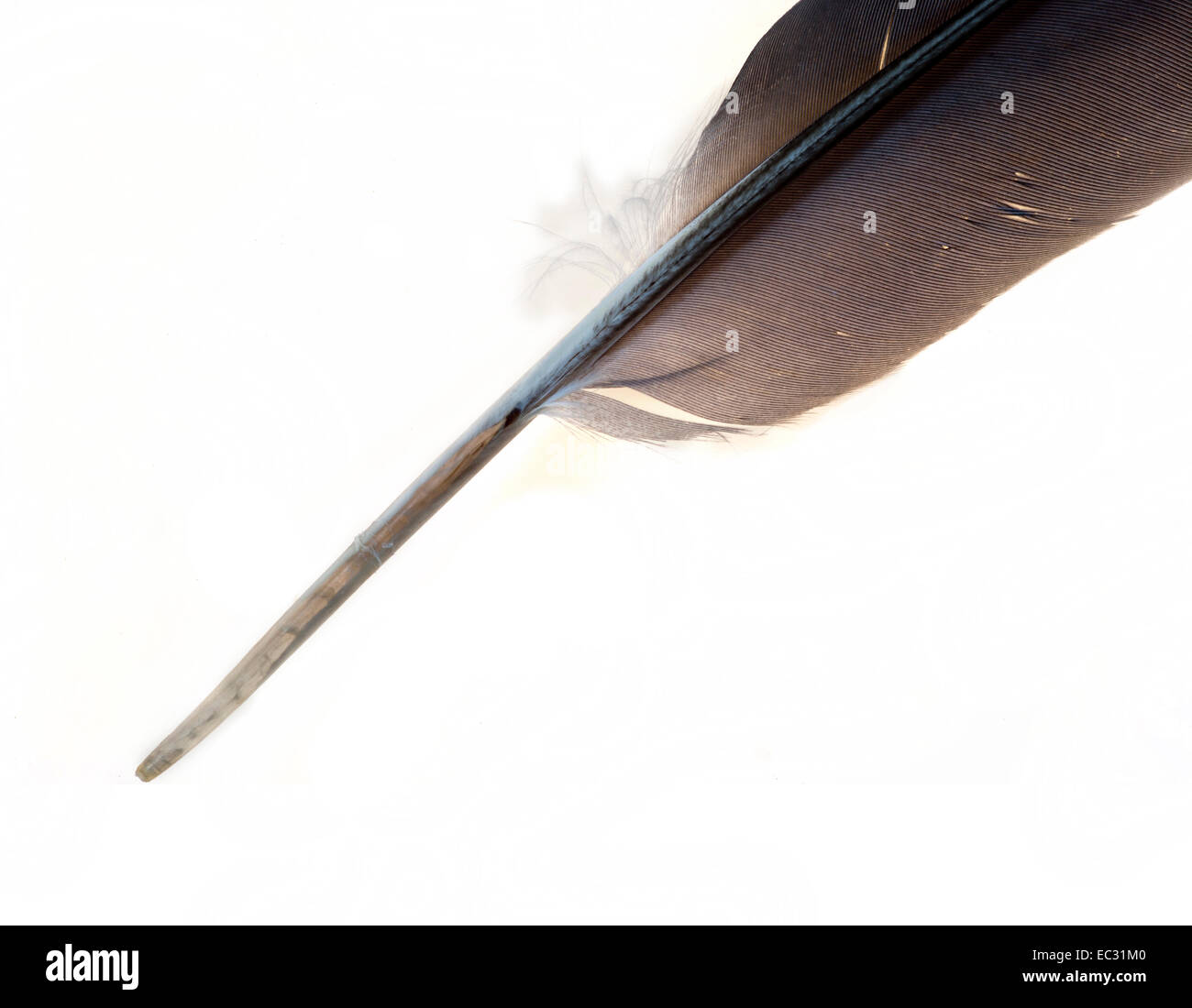 quill pen - feather - writing aids Stock Photo - Alamy
