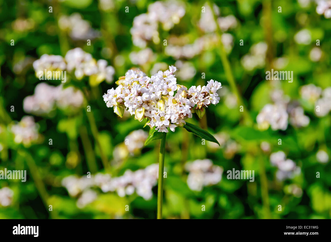 Buckwheat blooming with green leaves Stock Photo - Alamy