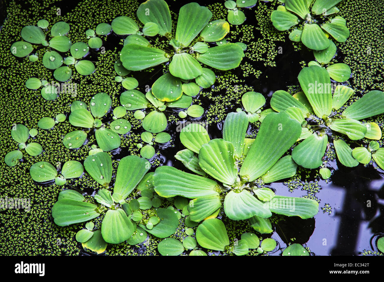 Green water plants in the shape of circles. Natural background Stock ...