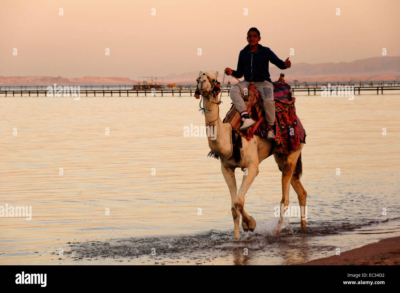 Red camel hi-res stock photography and images - Alamy