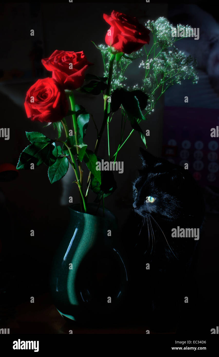 March cat hi-res stock photography and images - Alamy