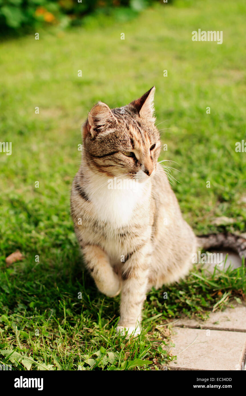Cat sitting on a country road Stock Photo - Alamy