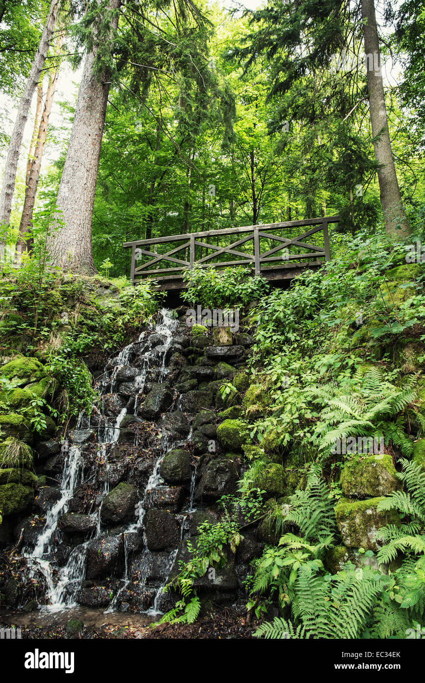 Wooden bridge and waterfall with fern plants in european forest ...