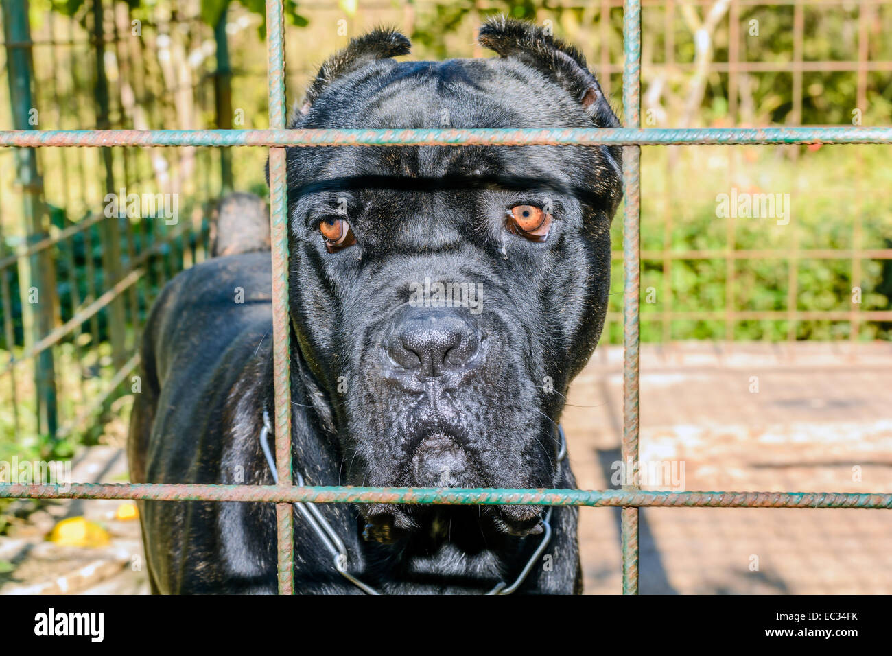 Sad animal hi-res stock photography and images - Alamy