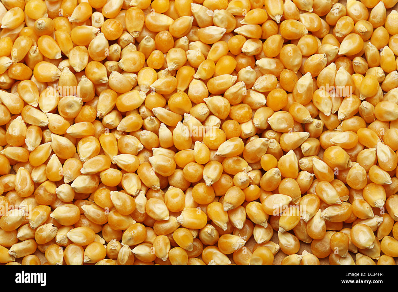 Corn kernels hi-res stock photography and images - Alamy
