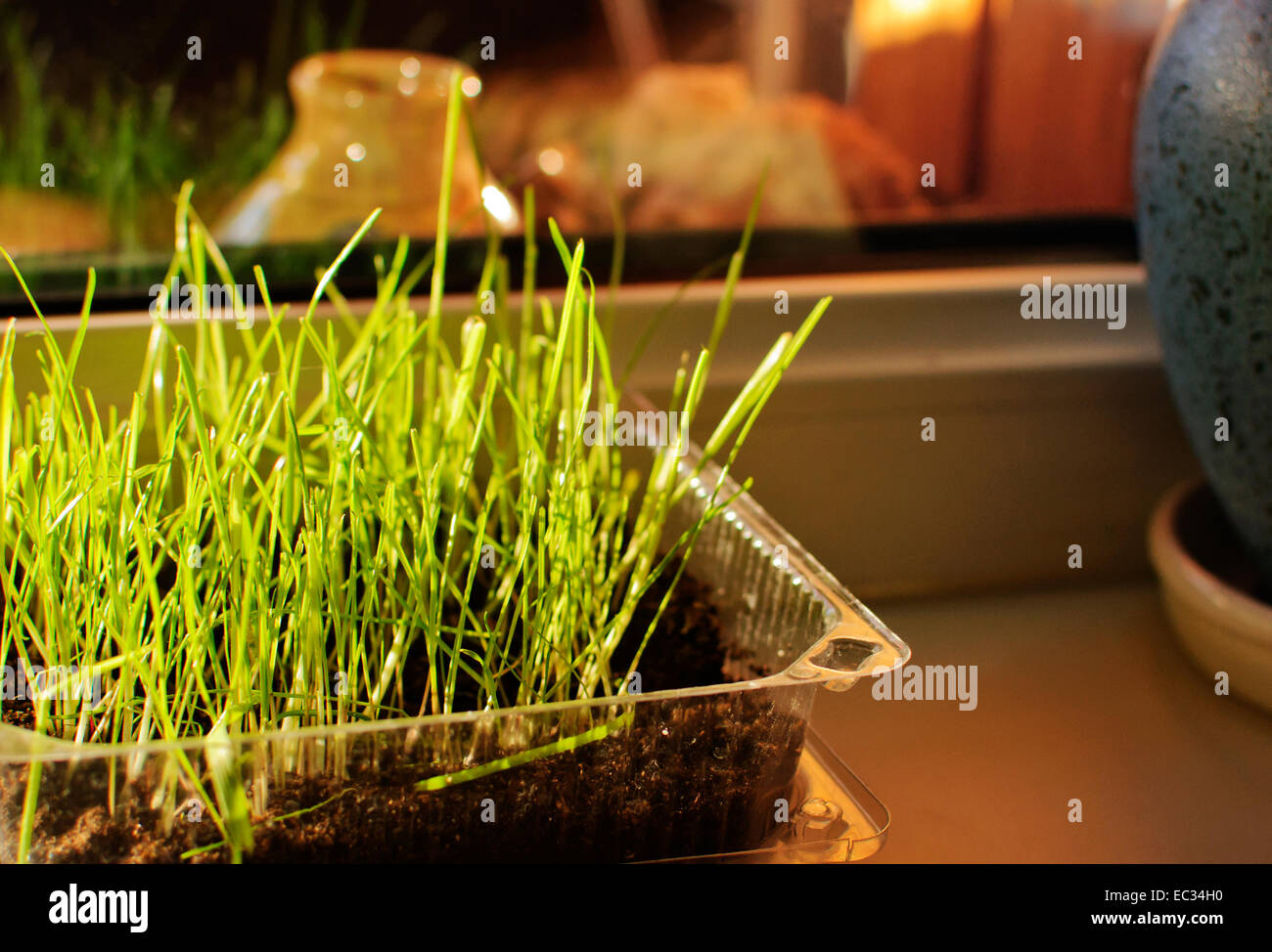 Sprouted grass hi-res stock photography and images - Alamy