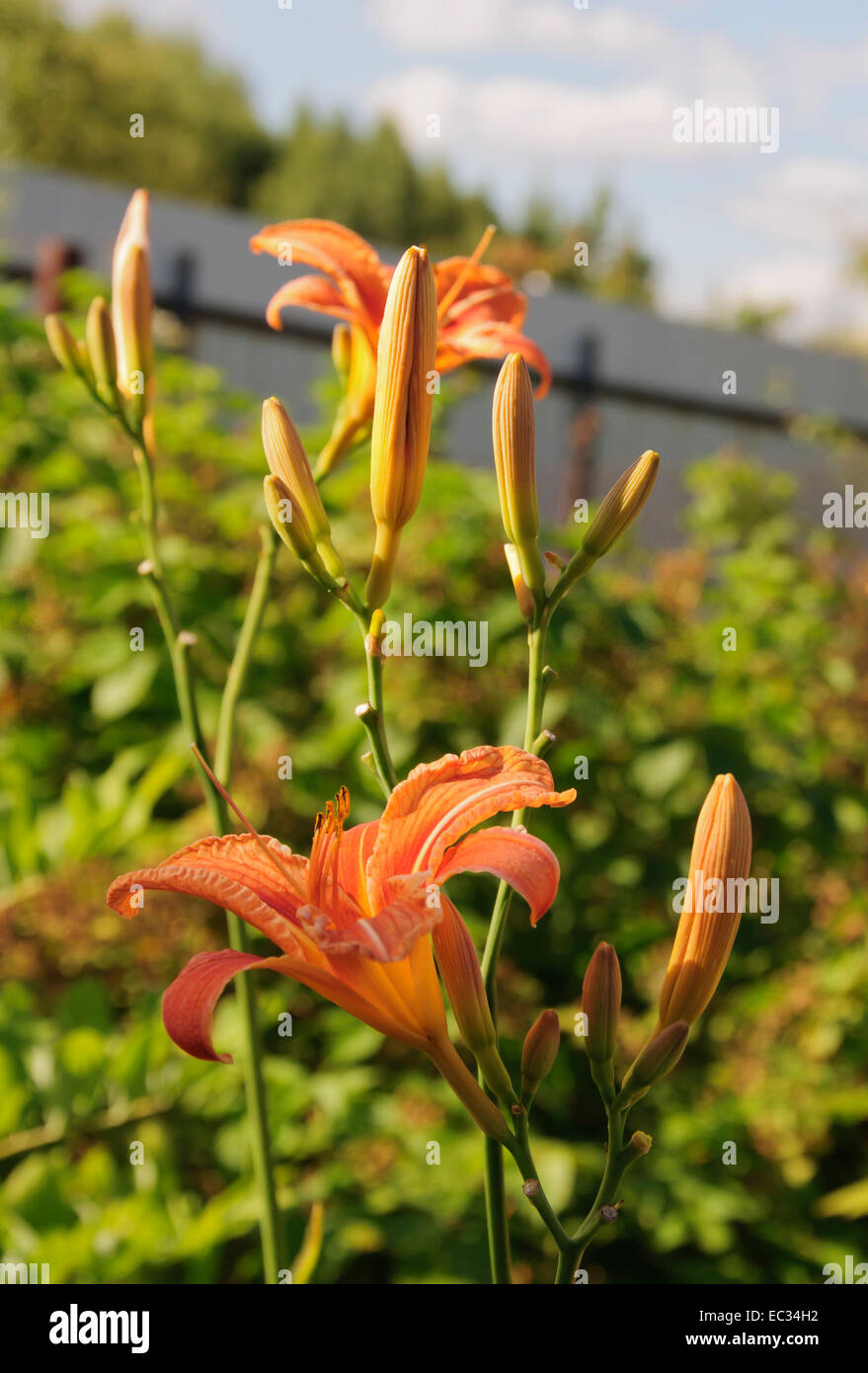 August lily plant hi-res stock photography and images - Alamy