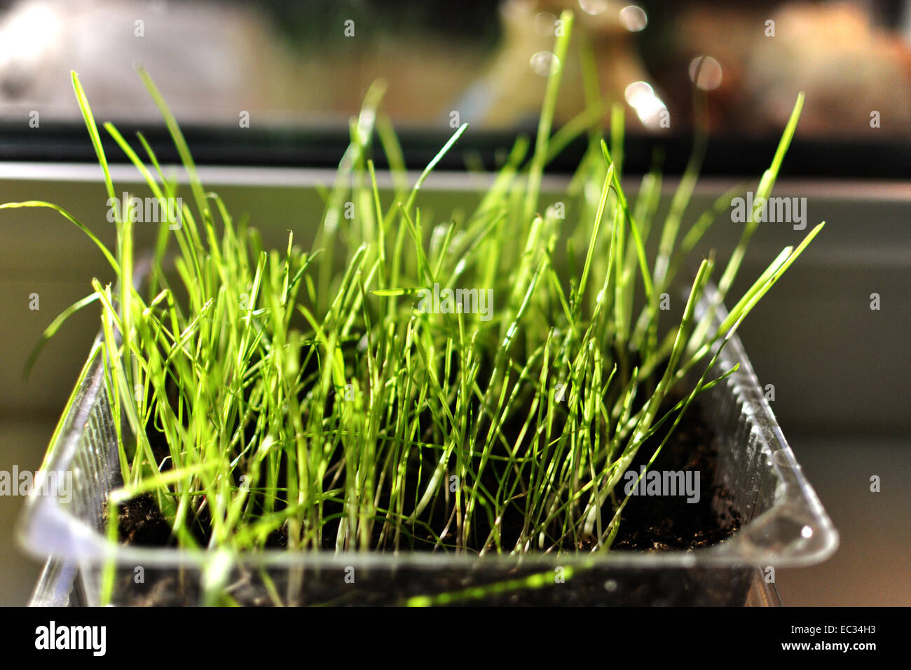 sprouted grass i Stock Photo - Alamy