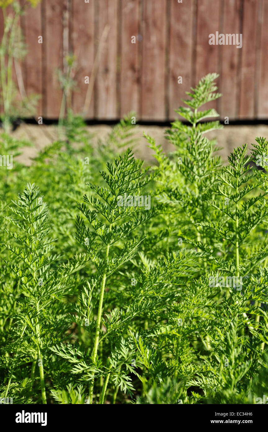 green sprouts carrots Stock Photo - Alamy