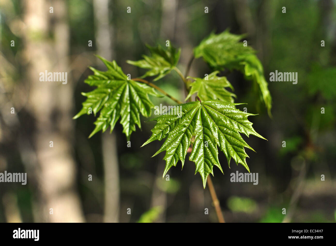 Young green maple leaves on hi-res stock photography and images - Alamy