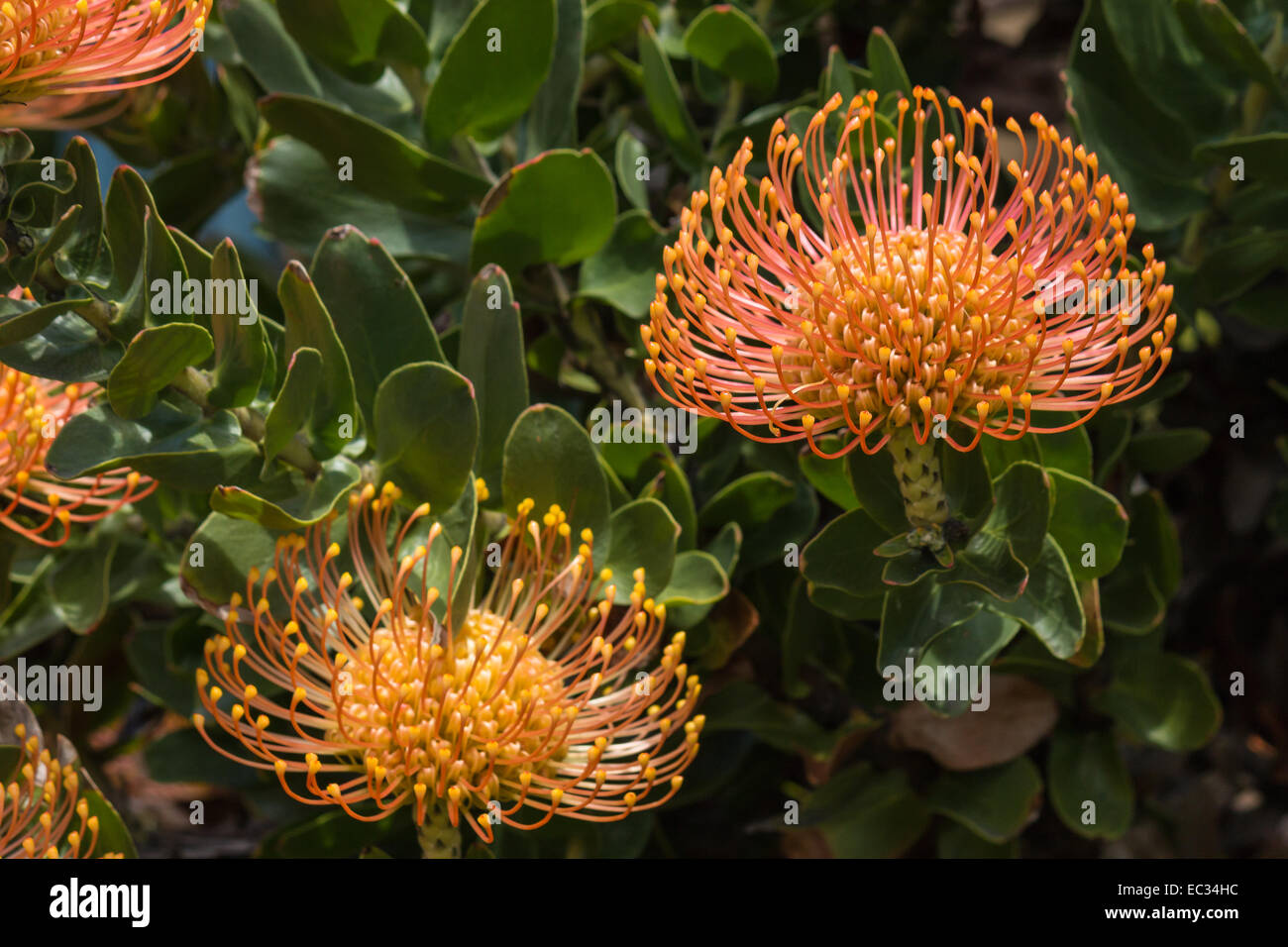 detail of pincushion protea flowers Stock Photo - Alamy