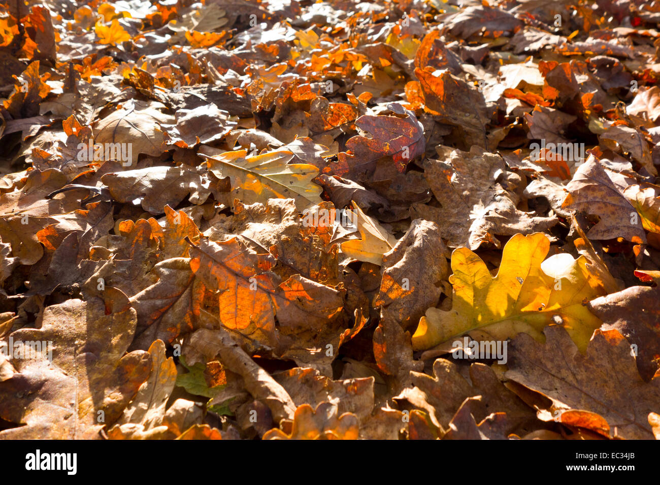 Autumn oak leaf oak leafs litter Stock Photo - Alamy