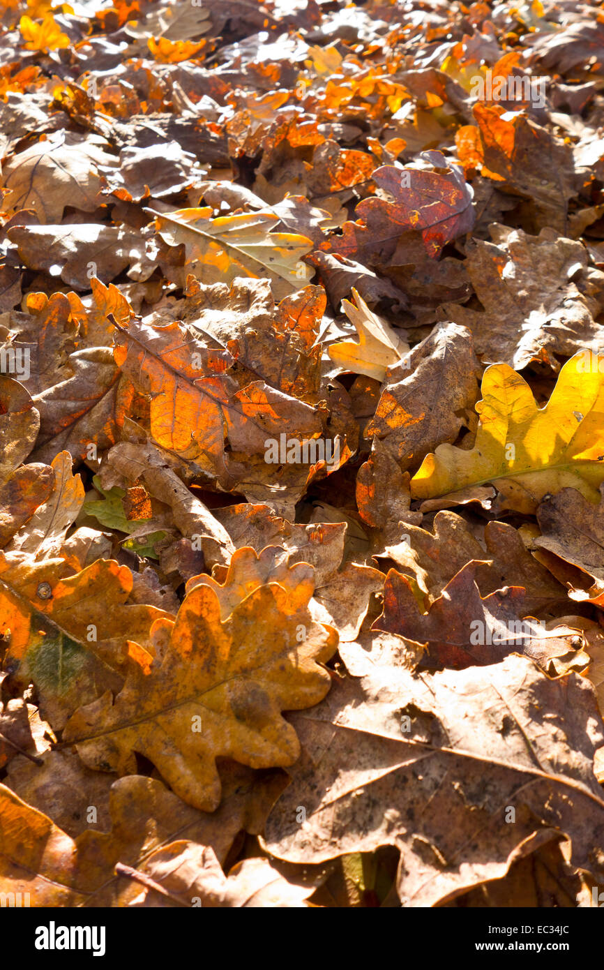 Oak leaf litter hi-res stock photography and images - Alamy
