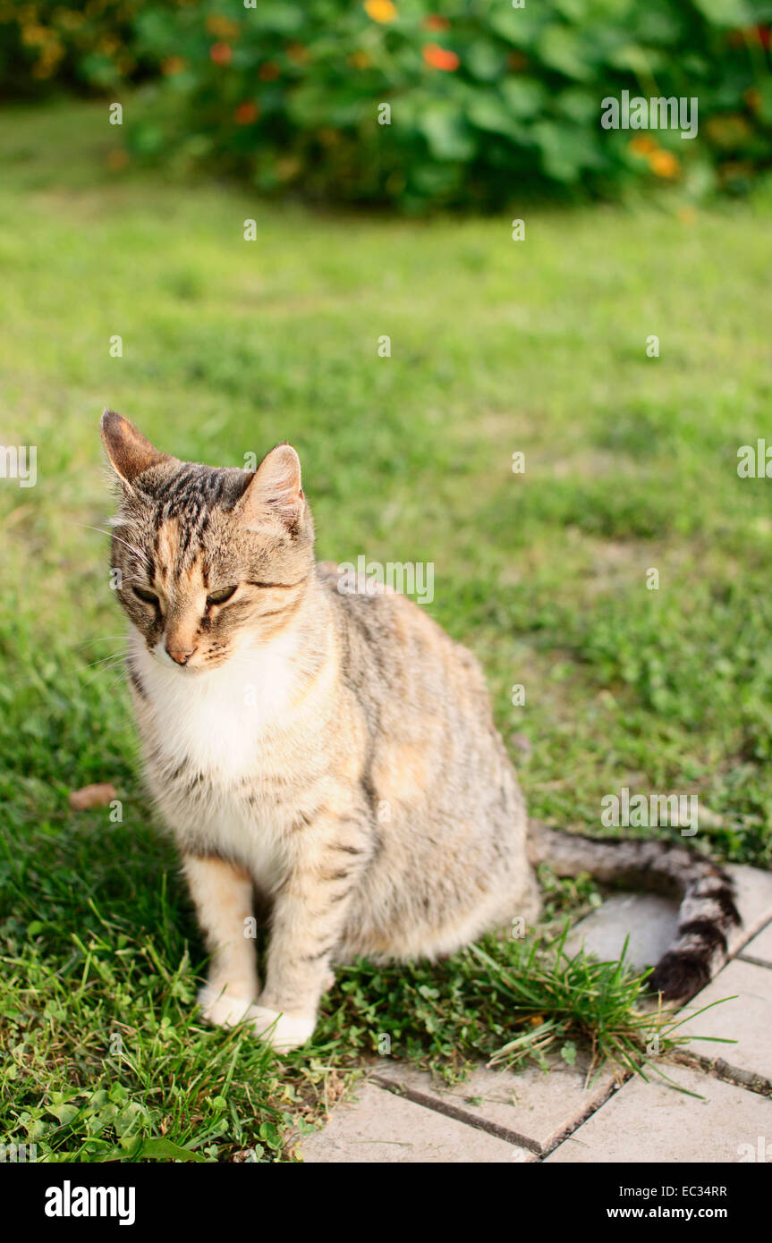Cat sitting on a country road Stock Photo - Alamy