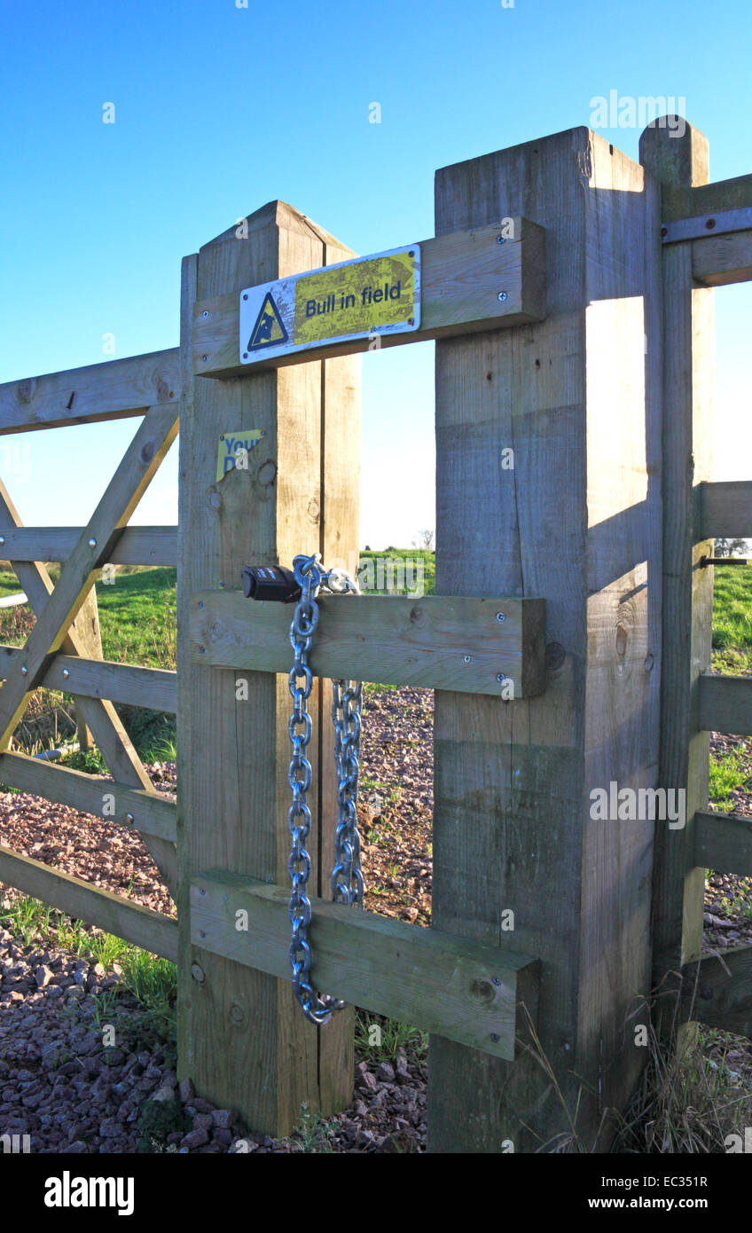 Bull in field hi-res stock photography and images - Alamy