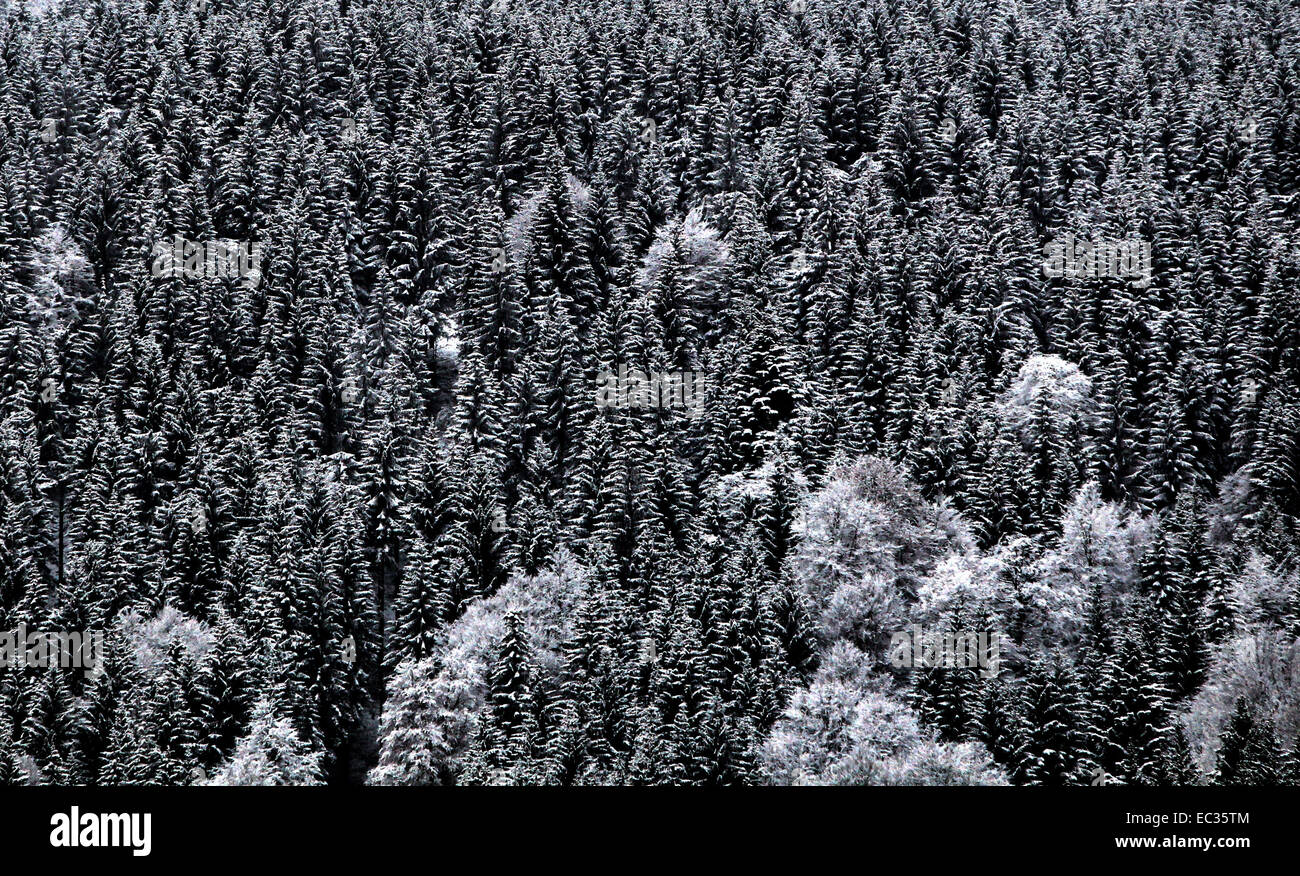 Wertach, Germany. 08th Dec, 2014. Trees are covered with snow in the ...
