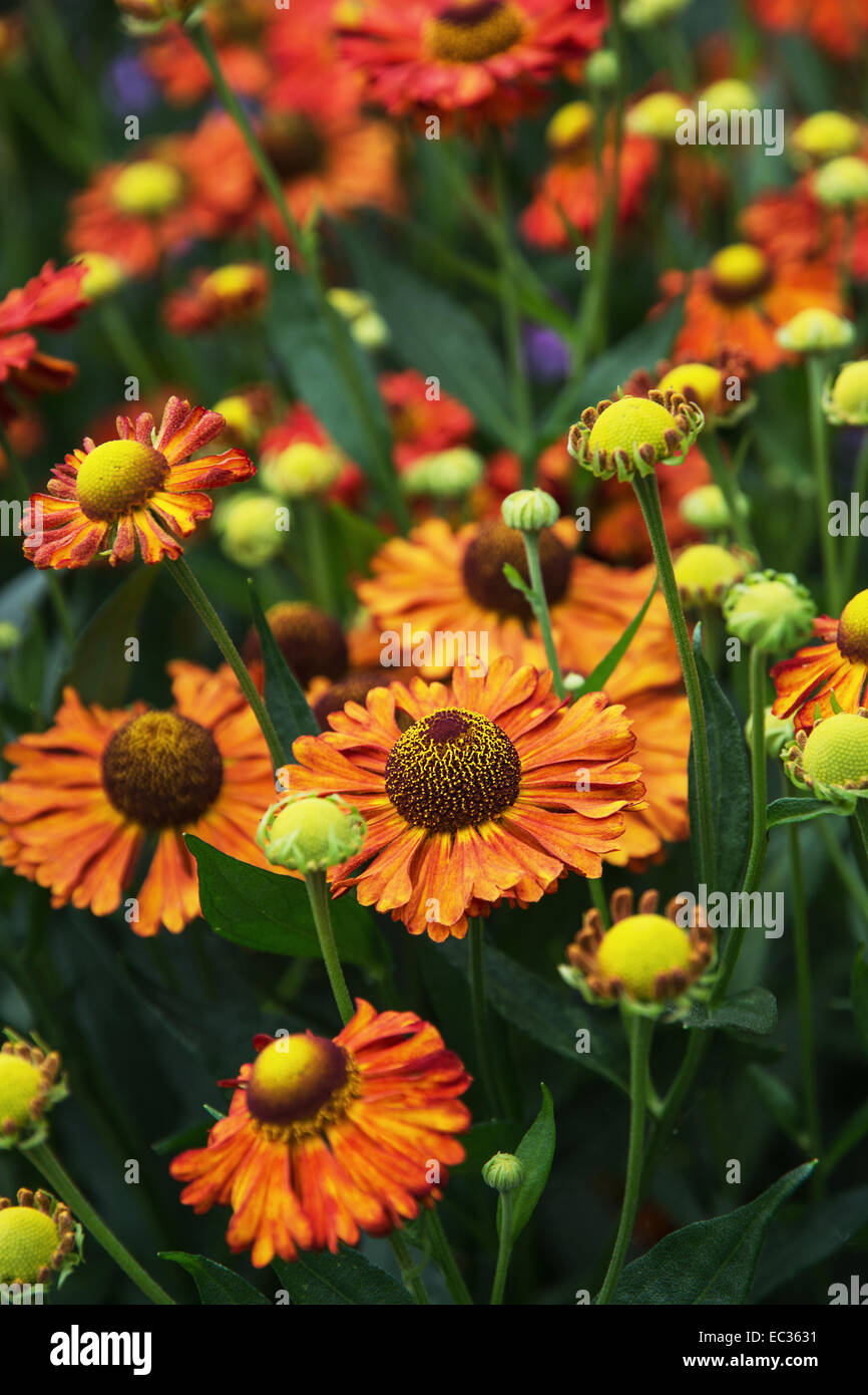 Helenium hybridum flowers in the garden Stock Photo - Alamy