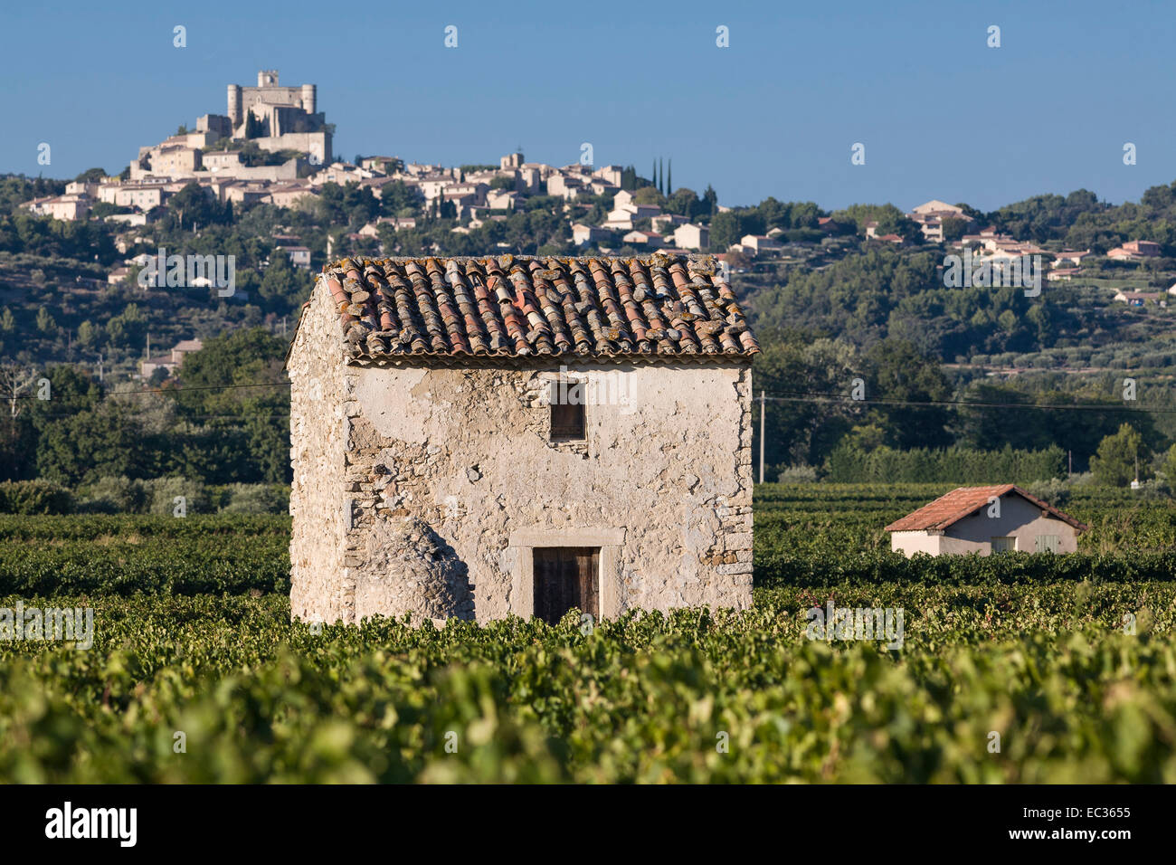 France, Vaucluse, Provence, le Barroux, Vineyards and cabanon (shed ...