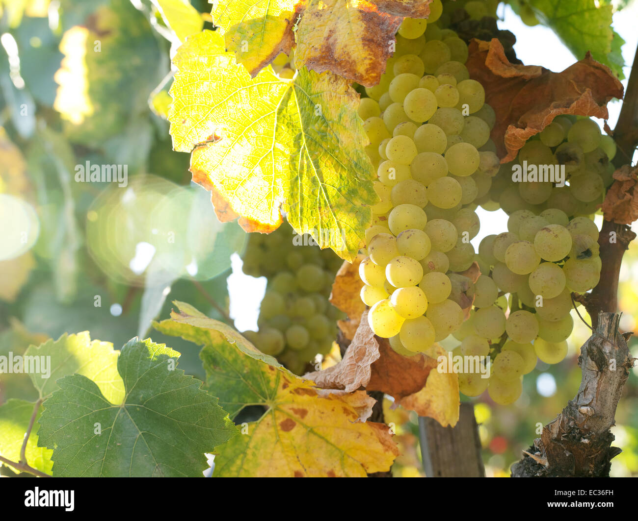 close up view of nice fresh white grape in nature Stock Photo - Alamy