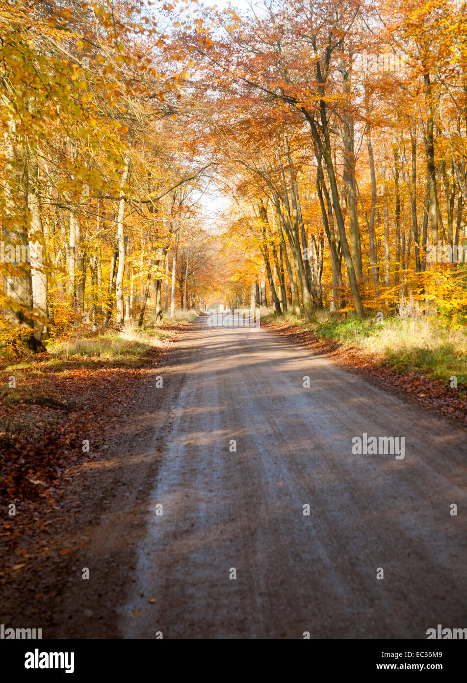 Orange brown beech tree autumn leaves Savernake Forest, Wiltshire ...