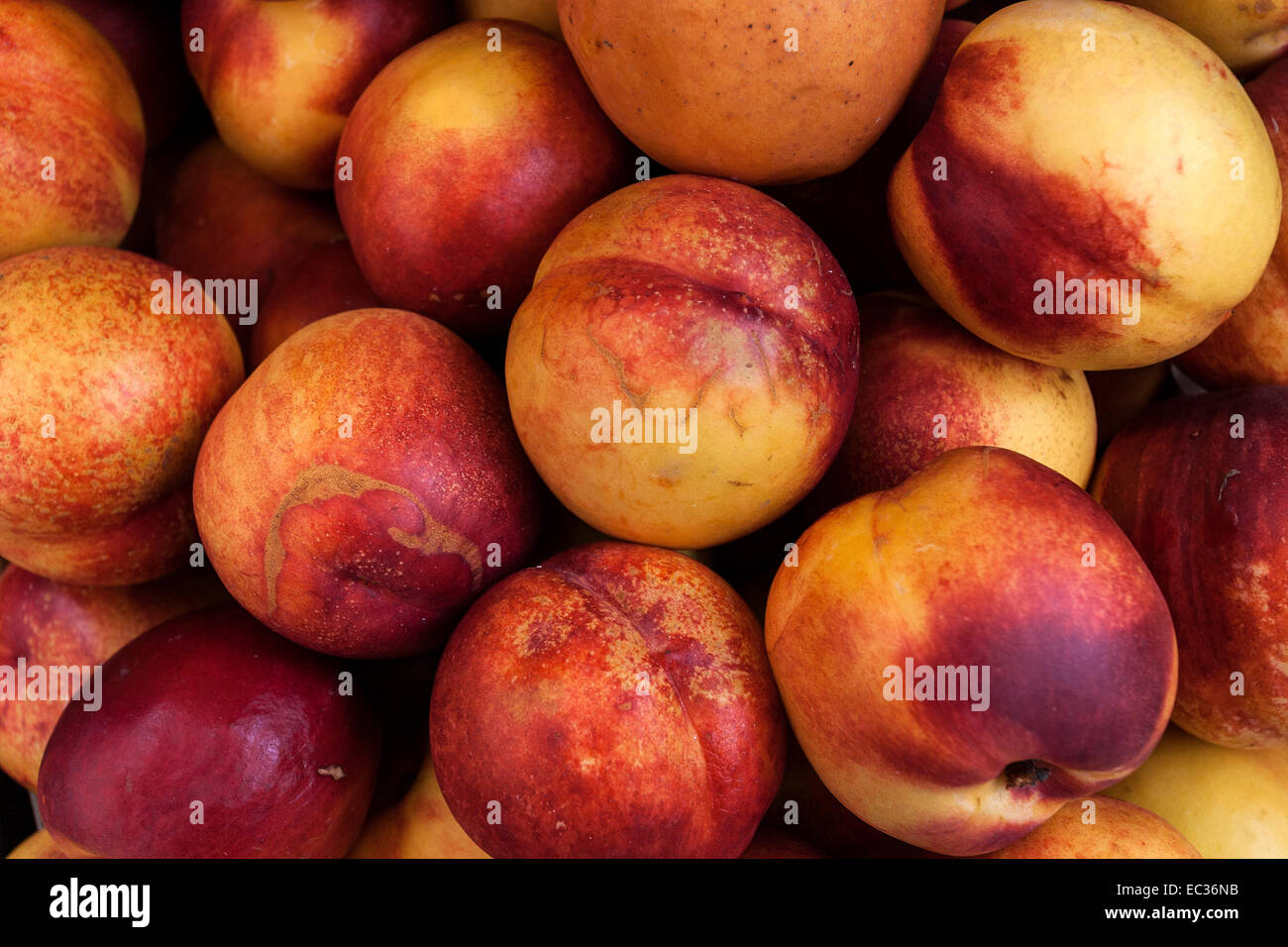 Nectarines (Prunus persica Stock Photo - Alamy