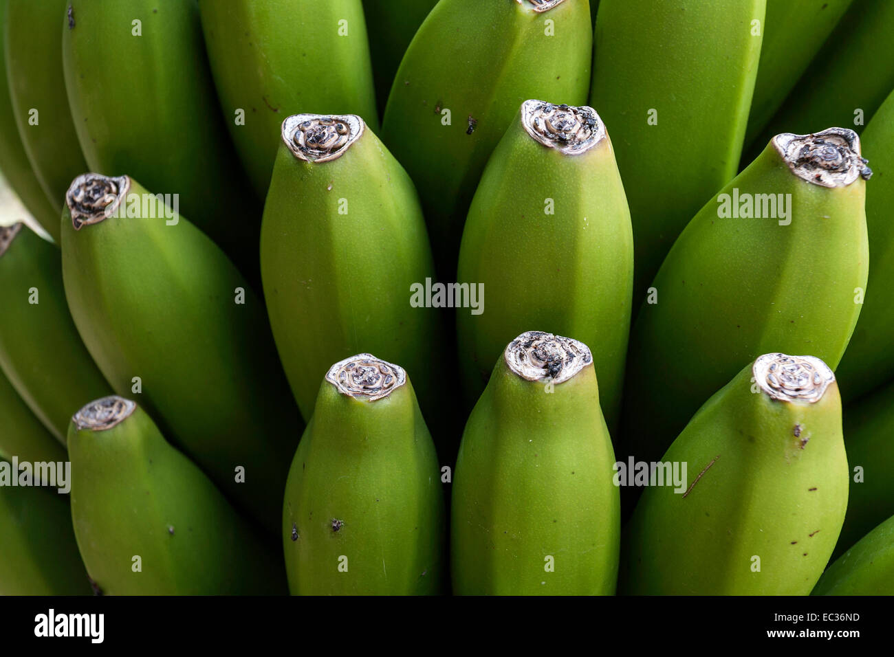 Bananas musa hi-res stock photography and images - Alamy