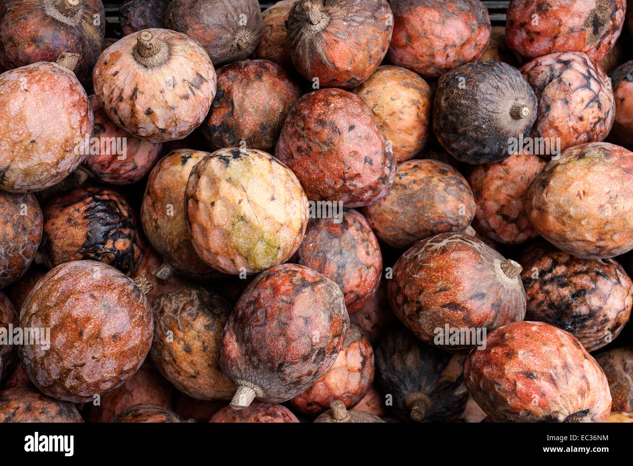Annona reticulata hi-res stock photography and images - Alamy