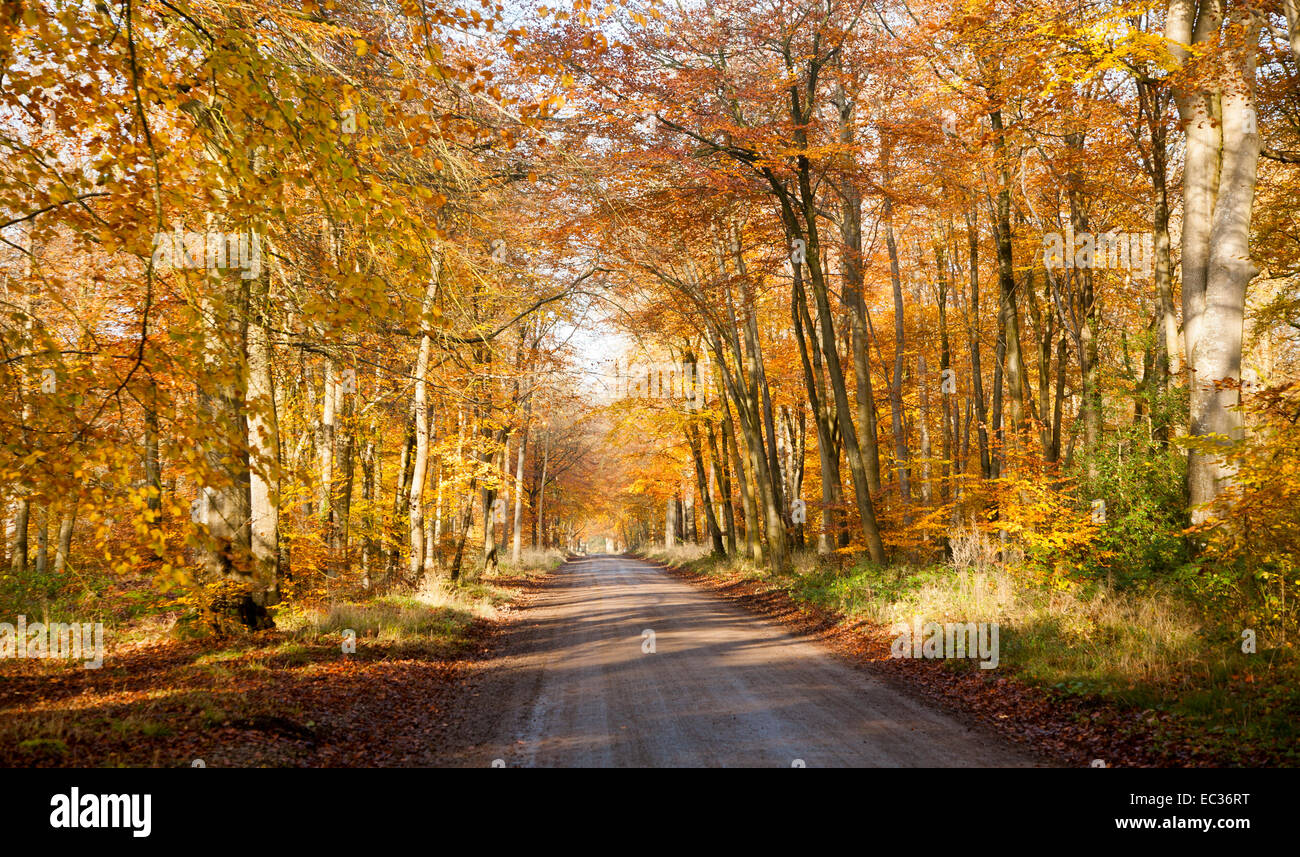 Orange brown beech tree autumn leaves Savernake Forest, Wiltshire ...