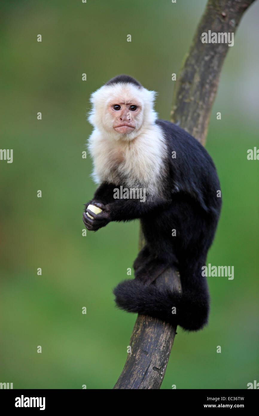 Affen primaten hi-res stock photography and images - Alamy