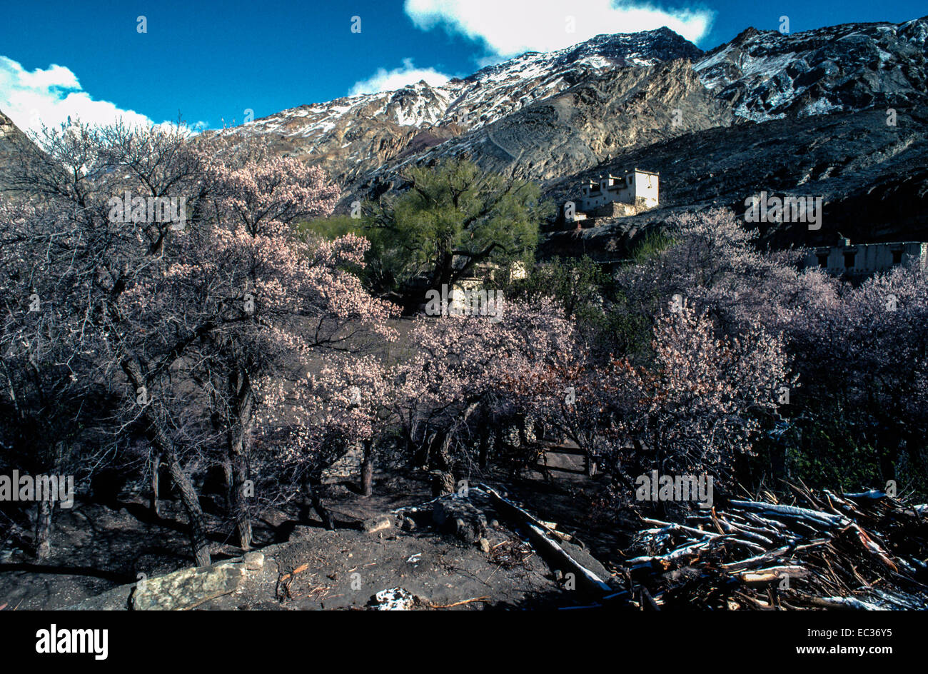 Apricot blossom ladakh hi-res stock photography and images - Alamy