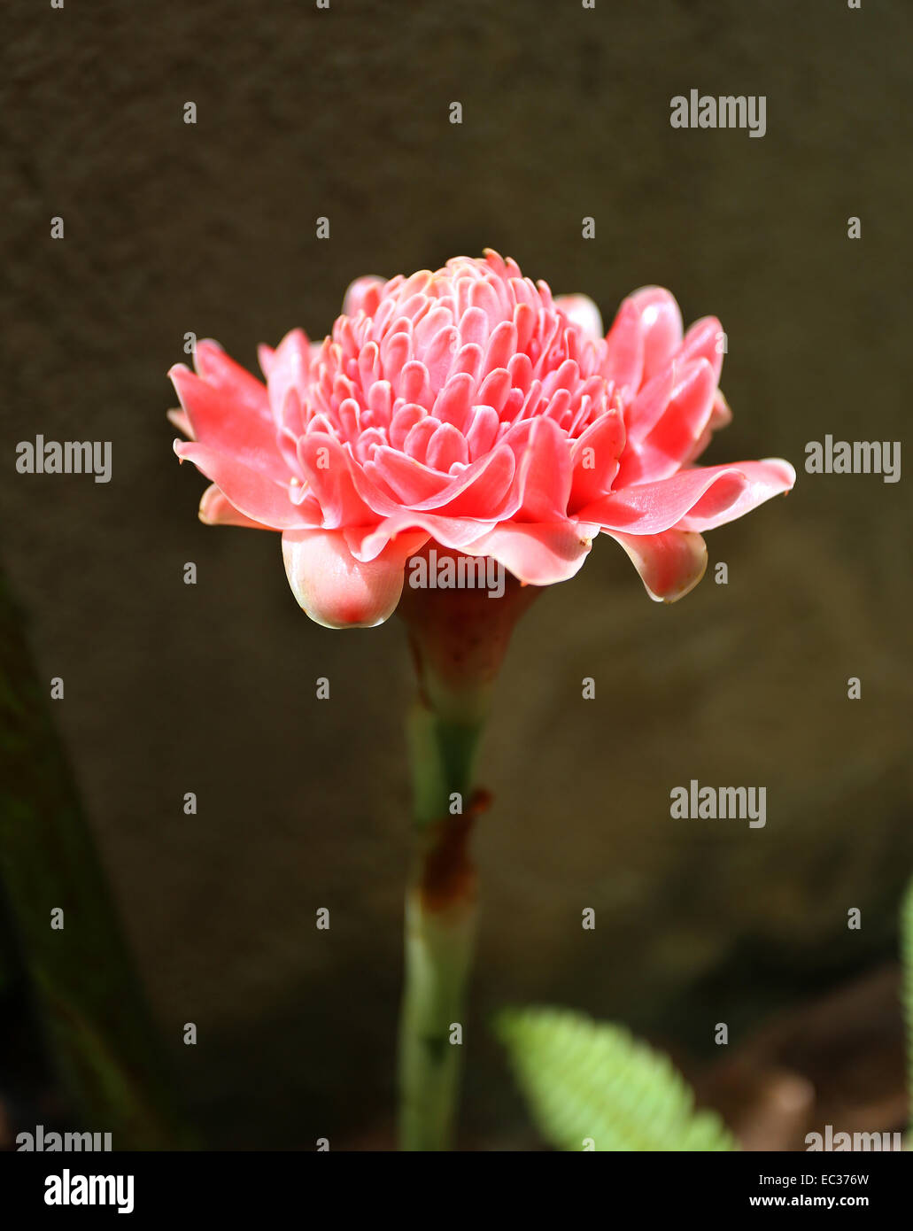 photo beautiful pink tropical flower lit by the sun Stock Photo - Alamy