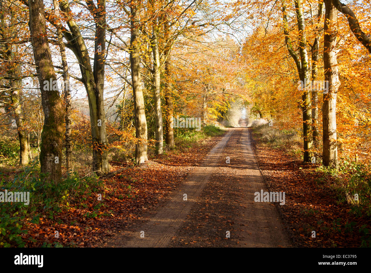 Orange brown beech tree autumn leaves Savernake Forest, Wiltshire ...