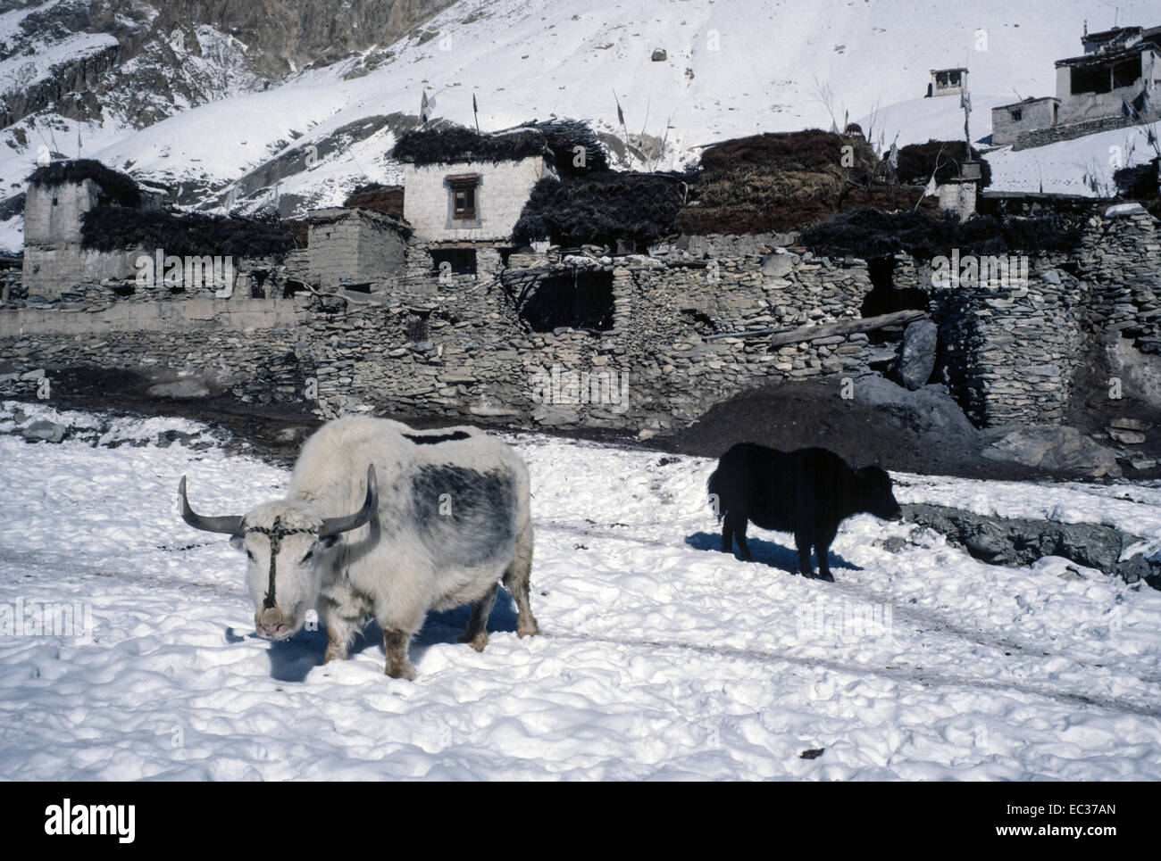 Dzos hi-res stock photography and images - Alamy