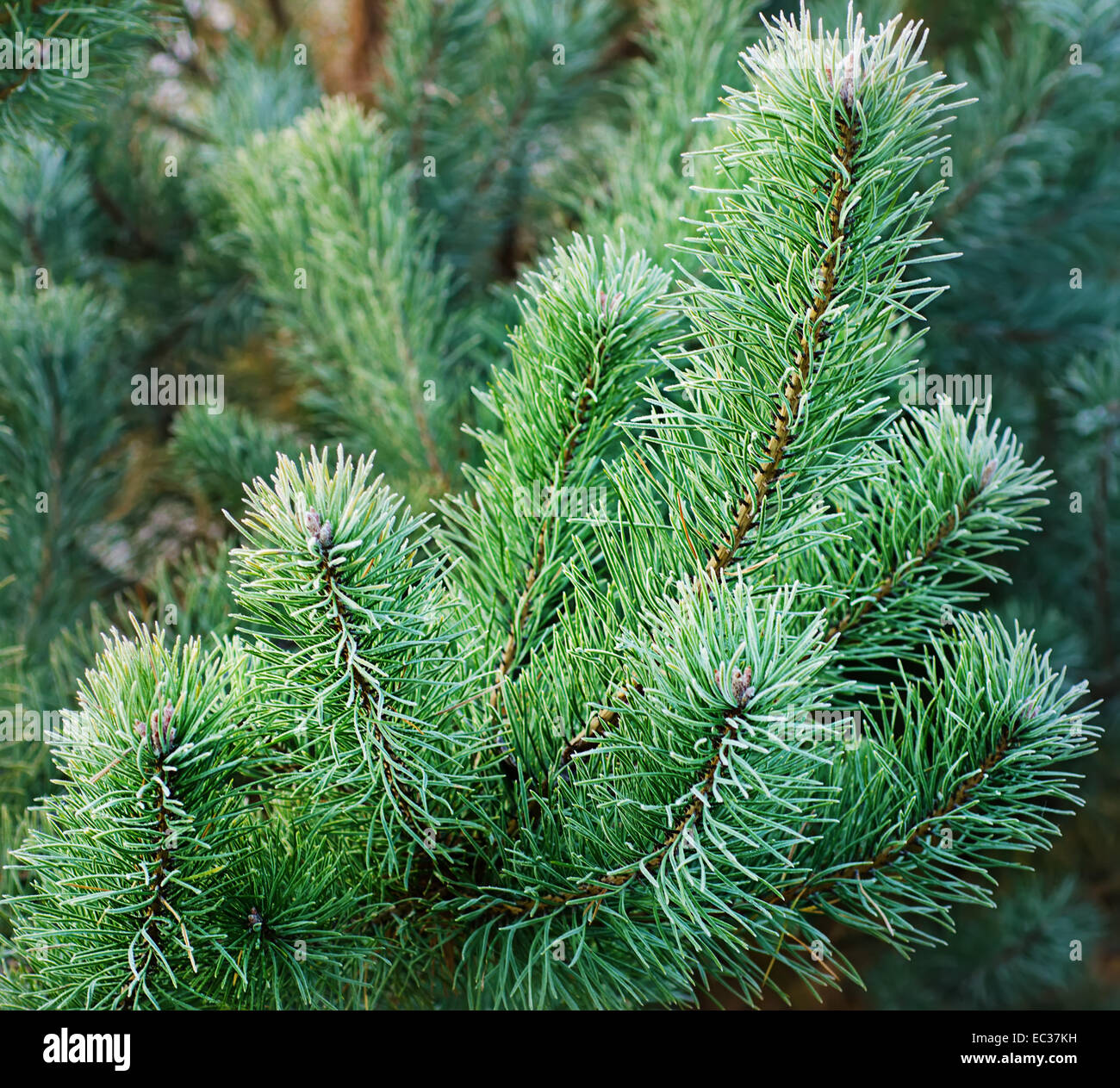 Iced tree branches hi-res stock photography and images - Alamy