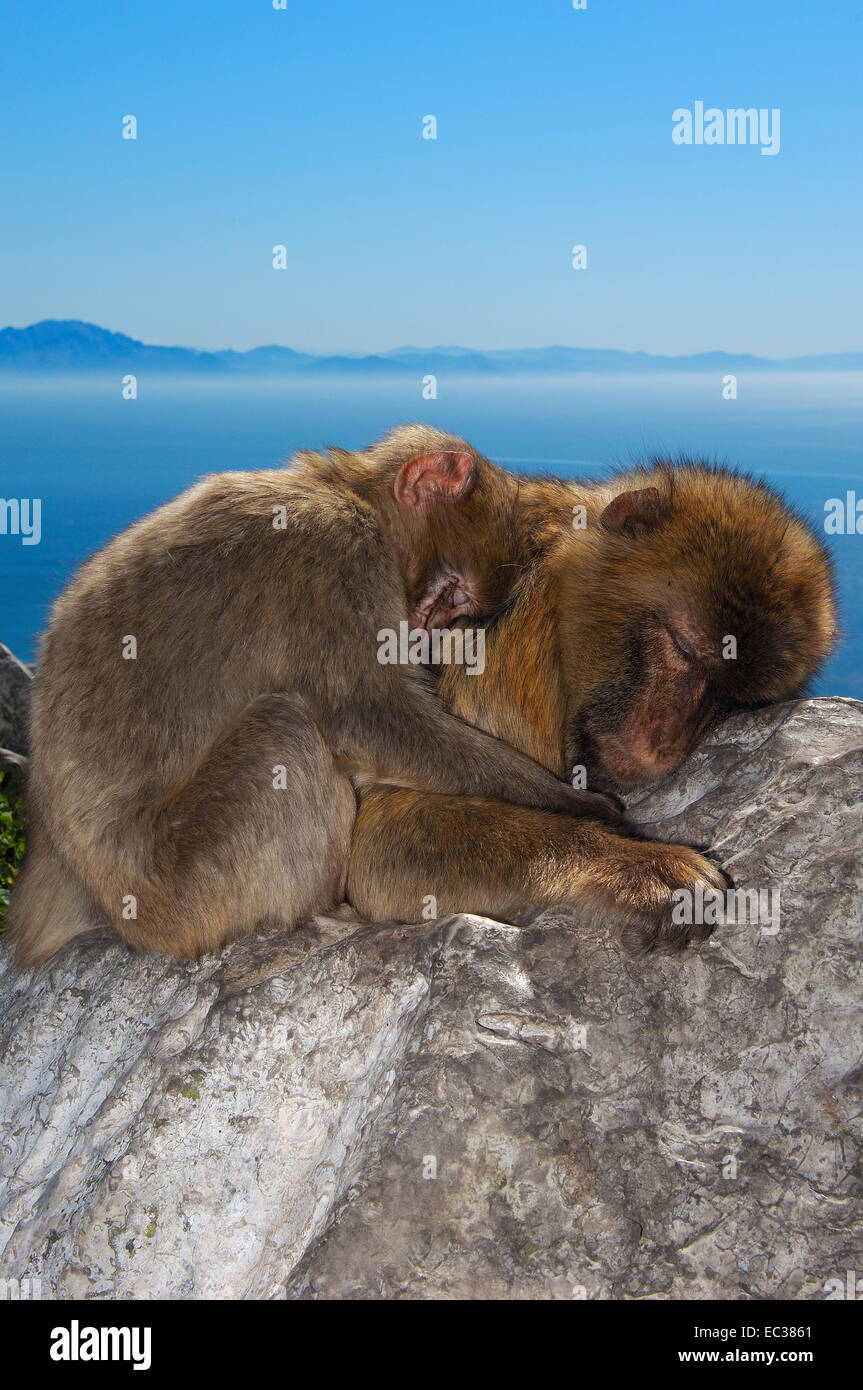 Two monkeys sleeping High Resolution Stock Photography and Images - Alamy