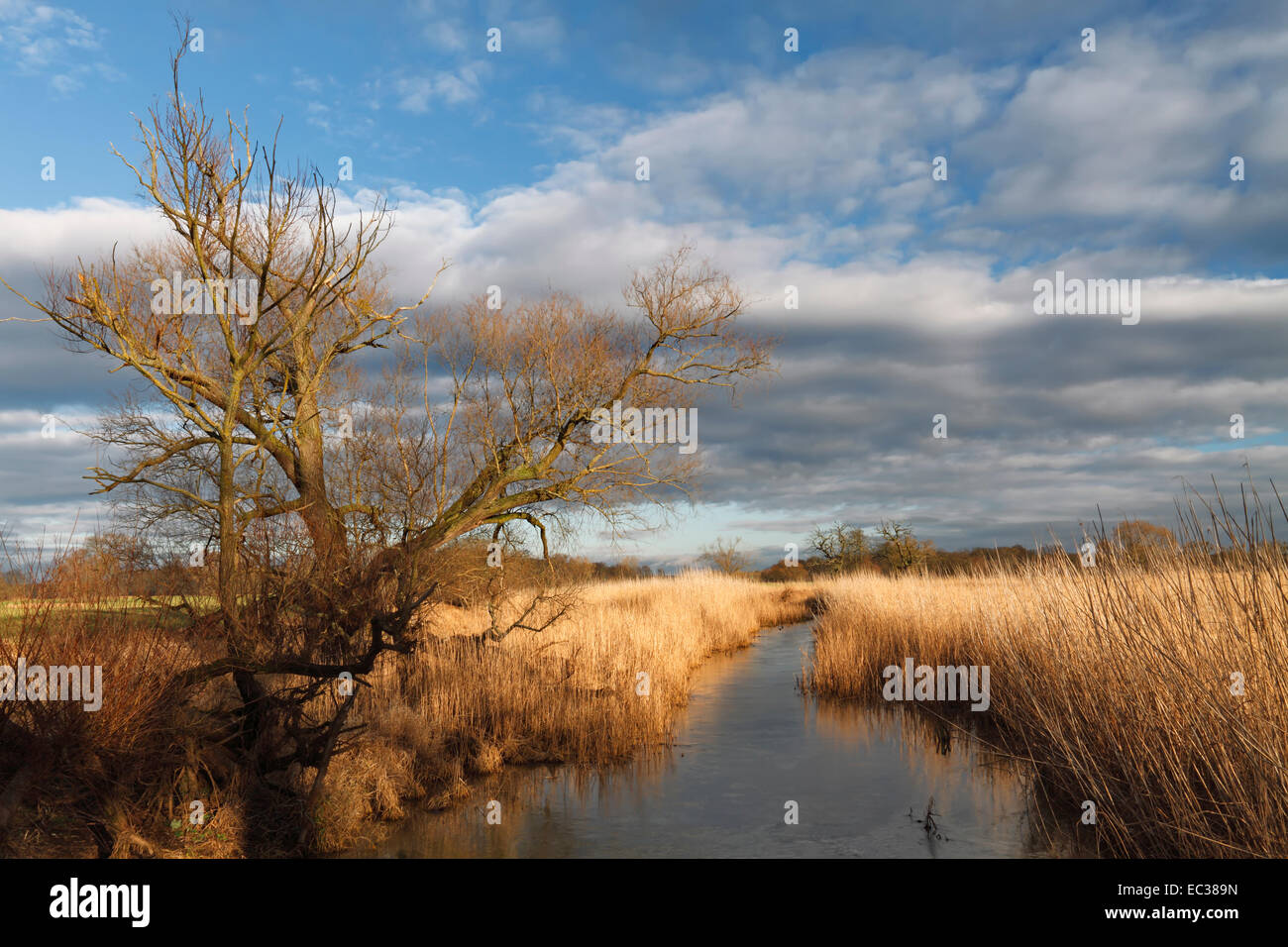 Moat with reeds and willows in evening light in the riparian forest ...