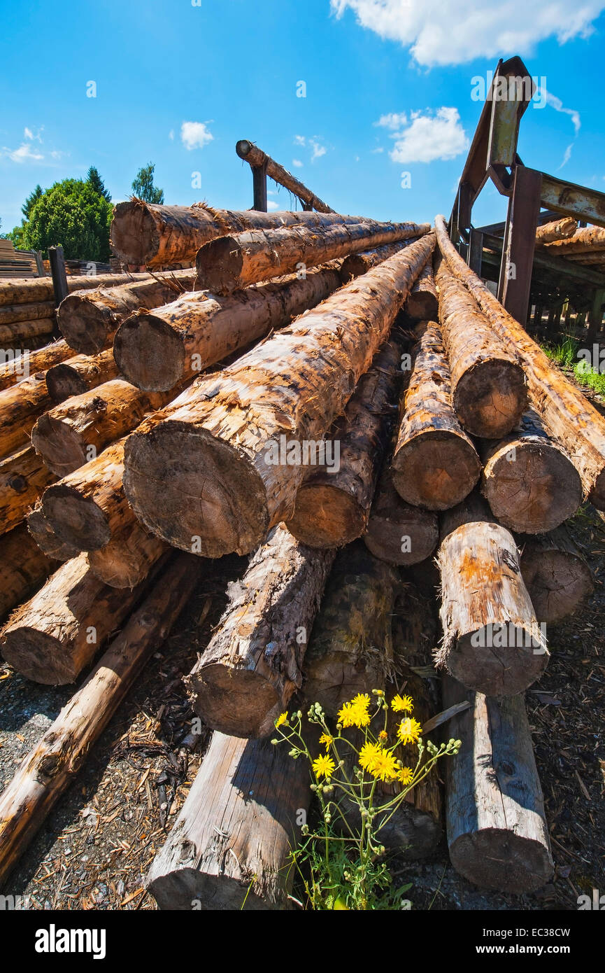 Stacked tree trunks in a sawmill, Bavaria, Germany Stock Photo - Alamy